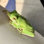 16 Frog Species in Arkansas (ID + Pics) - Pond Informer