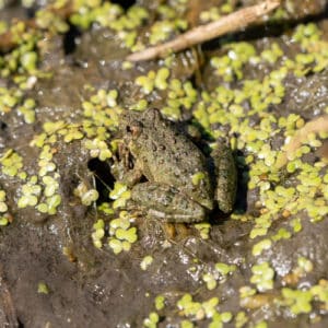 16 Frog Species in Arkansas (ID + Pics) - Pond Informer