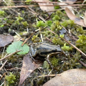 16 Frog Species in Arkansas (ID + Pics) - Pond Informer