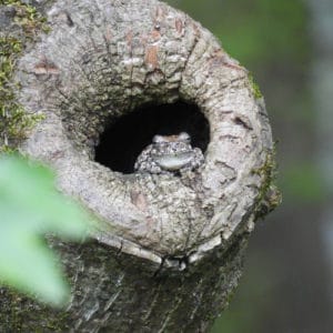 16 Frog Species in Arkansas (ID + Pics) - Pond Informer