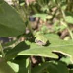 16 Frog Species in Arkansas (ID + Pics) - Pond Informer