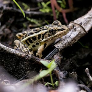16 Frog Species in Arkansas (ID + Pics) - Pond Informer