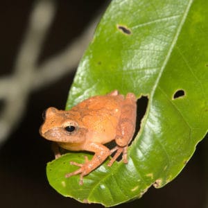 16 Frog Species in Arkansas (ID + Pics) - Pond Informer