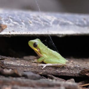 16 Frog Species in Arkansas (ID + Pics) - Pond Informer