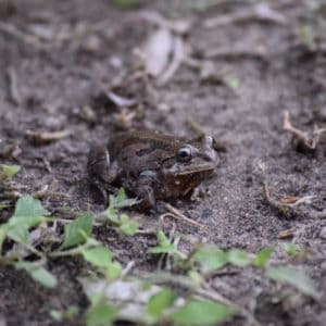 16 Frog Species in Arkansas (ID + Pics) - Pond Informer