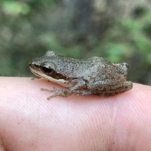 16 Frog Species in Arkansas (ID + Pics) - Pond Informer
