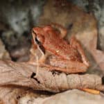 16 Frog Species in Arkansas (ID + Pics) - Pond Informer