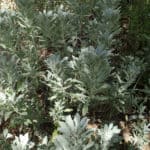 12 Native Shrubs for California Gardens - Pond Informer
