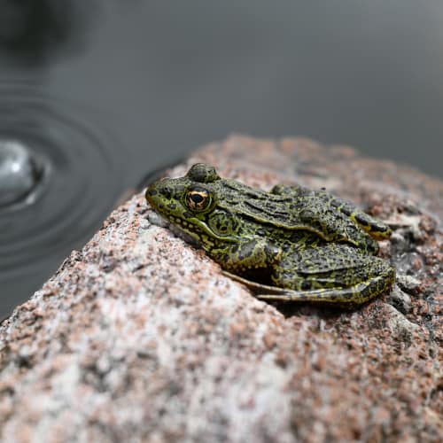 14 Frog Species in Arizona (ID + Pics) - Pond Informer