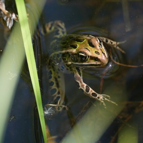 14 Frog Species in Arizona (ID + Pics) - Pond Informer