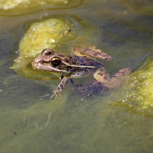 14 Frog Species in Arizona (ID + Pics) - Pond Informer