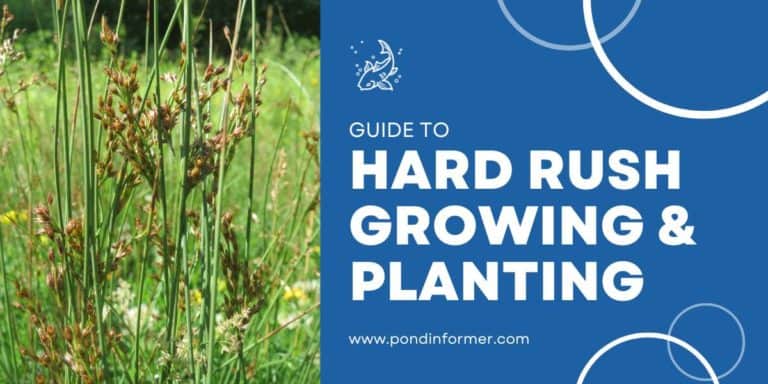How to Plant & Grow Hard Rush (Juncus inflexus) - Pond Informer