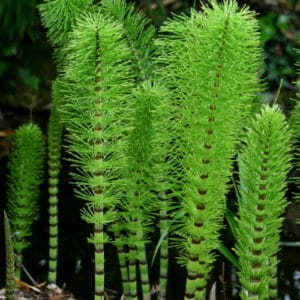 Horsetail Plant Benefits 2023 [Environmental & Medicinal] - Pond Informer