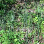 6 Horsetail Plant Benefits (Surprising Facts) - Pond Informer