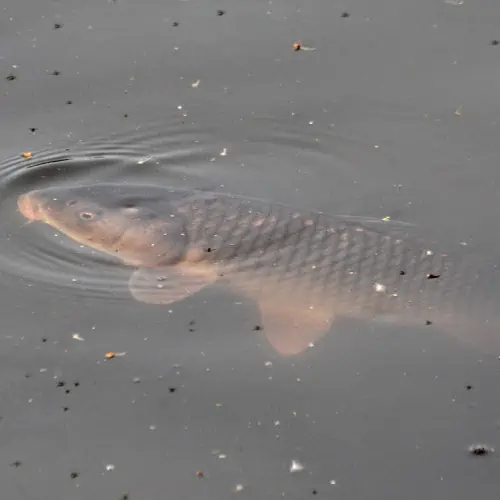 List of Fish Species in Lake Sharpe (Updated) - Pond Informer