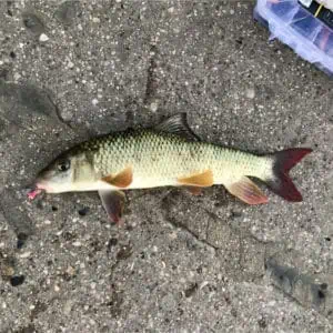 List of Fish Species in Lake Sharpe (Updated) - Pond Informer
