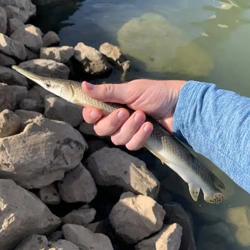 List of Fish Species in Lake Sharpe (Updated) - Pond Informer