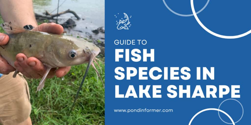 List of Fish Species in Lake Sharpe 2023 [Updated] - Pond Informer