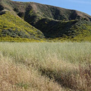 13 Native Grasses for California 2023 [ID + Pics] - Pond Informer