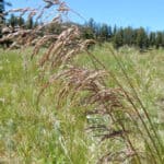 13 Native Grasses for California 2023 [ID + Pics] - Pond Informer