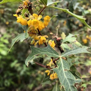 11 Best Native Shrubs for Texas Gardens 2023 [Updated] - Pond Informer