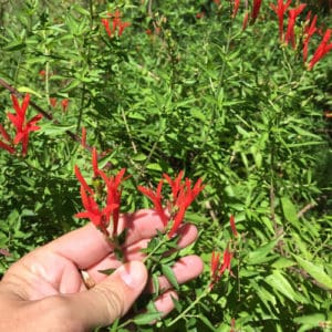 11 Best Native Shrubs for Texas Gardens 2023 [Updated] - Pond Informer