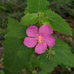 11 Best Native Shrubs for Texas Gardens 2023 [Updated] - Pond Informer