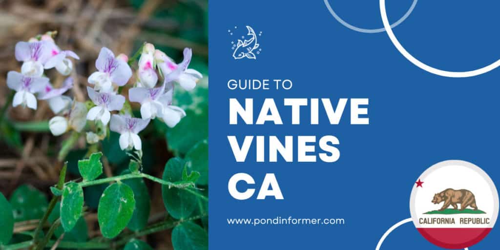 10 Native Vines for California Gardens 2023 [Updated] - Pond Informer