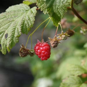6 Plants That Attract Crows (Plants Crows Love) - Pond Informer