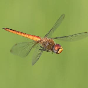 6 Plants That Attract Dragonflies (Plants They Love) - Pond Informer