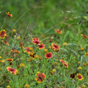 10 Plants That Attract Fireflies (Plants They Love) - Pond Informer