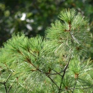 10 Plants That Attract Fireflies (Plants They Love) - Pond Informer