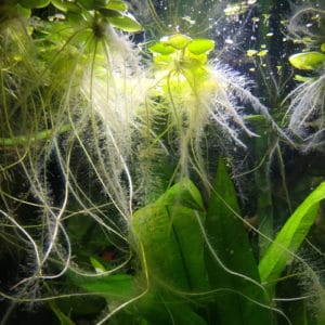 12 Plants That Attract Frogs (Plants Frogs Love) - Pond Informer