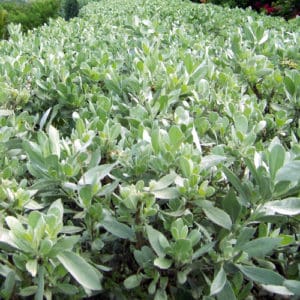 9 Plants That Repel Iguanas (Plants Iguanas Hate) - Pond Informer