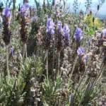 10 Plants That Repel Lizards (Plants Lizards Hate) - Pond Informer