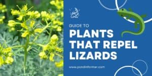 10 Plants That Repel Lizards 2023 [Plants Lizards Hate] - Pond Informer