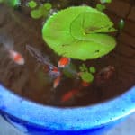 27 Raised Pond Ideas for Small Gardens - Pond Informer