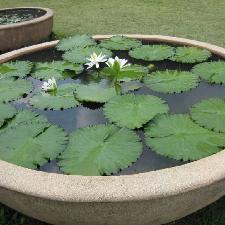 27 Raised Pond Ideas for Small Gardens - Pond Informer