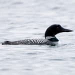 21 Must-See Water Birds in Oklahoma (ID + Pictures) - Pond Informer
