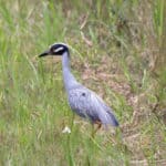 21 Must-See Water Birds in Oklahoma (ID + Pictures) - Pond Informer