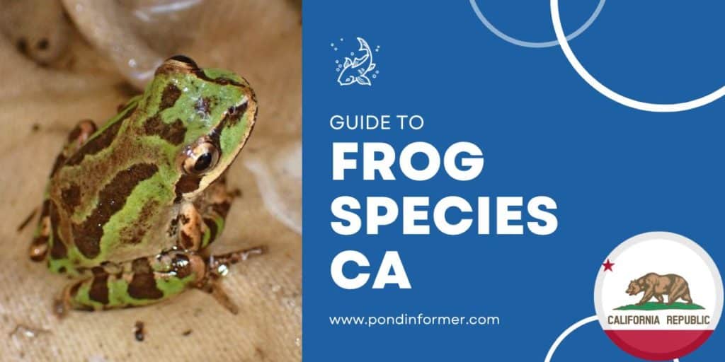 List of Frog Species in California 2023 (ID + Pics) - Pond Informer