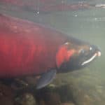 Facts & Guide to Coho Salmon (Oncorhynchus kisutch) - Pond Informer
