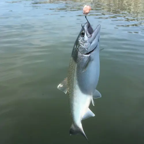 Facts & Guide to Coho Salmon (Oncorhynchus kisutch) - Pond Informer