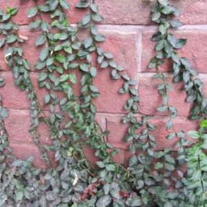 12 Best Evergreen Vines & Climbers - Pond Informer