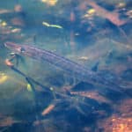 List of Fish Species in Lake Murray, South Carolina - Pond Informer