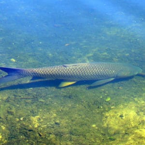 List of Fish Species in Lake Murray, South Carolina - Pond Informer