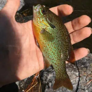 List of Fish Species in Lake Murray, South Carolina - Pond Informer