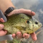 List of Fish Species in Lake Murray, South Carolina - Pond Informer