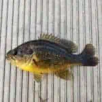 List of Fish Species in Lake Murray, South Carolina - Pond Informer