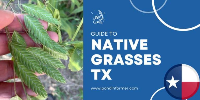 11 Native Grasses for Texas Gardens 2023 [ID + Pics] - Pond Informer